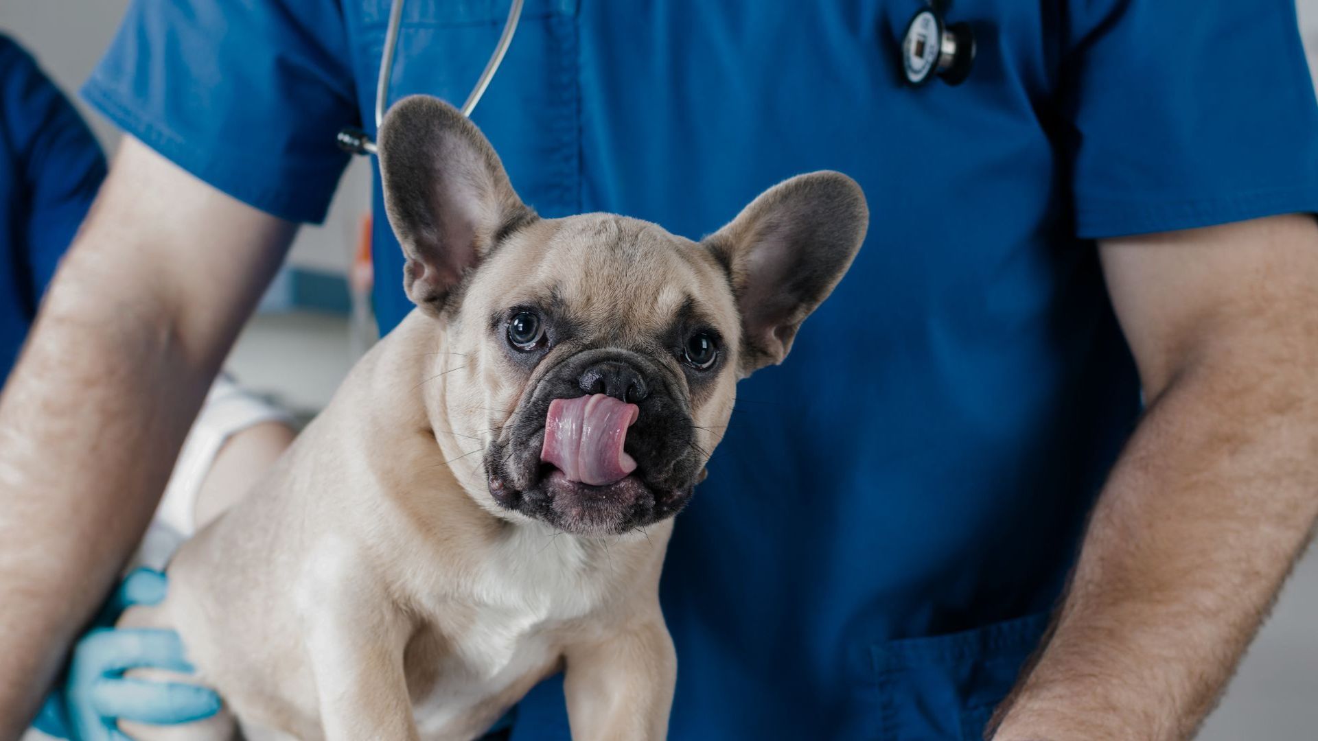 Cimarron Animal Hospital Is Open To The Public Again! | Cimarron Animal ...