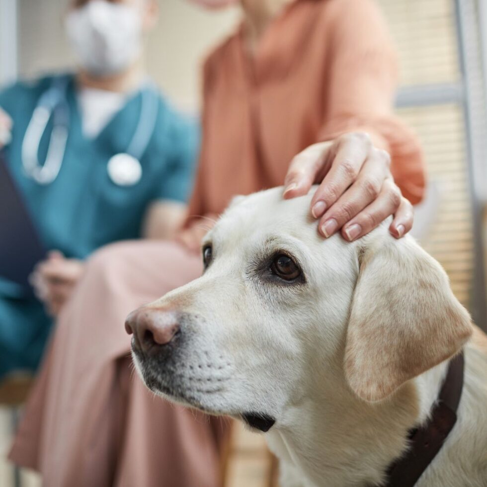 Pet Wellness And Preventative Care In Tucson, AZ | Cimarron Animal Hospital
