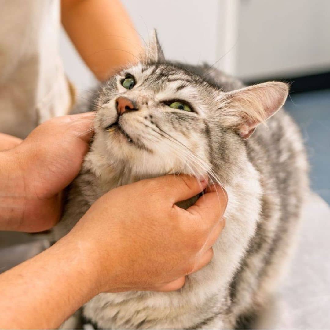 Pet Wellness And Preventative Care In Tucson, AZ | Cimarron Animal Hospital