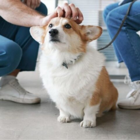 Urgent Pet Care In Tucson, AZ | Cimarron Animal Hospital
