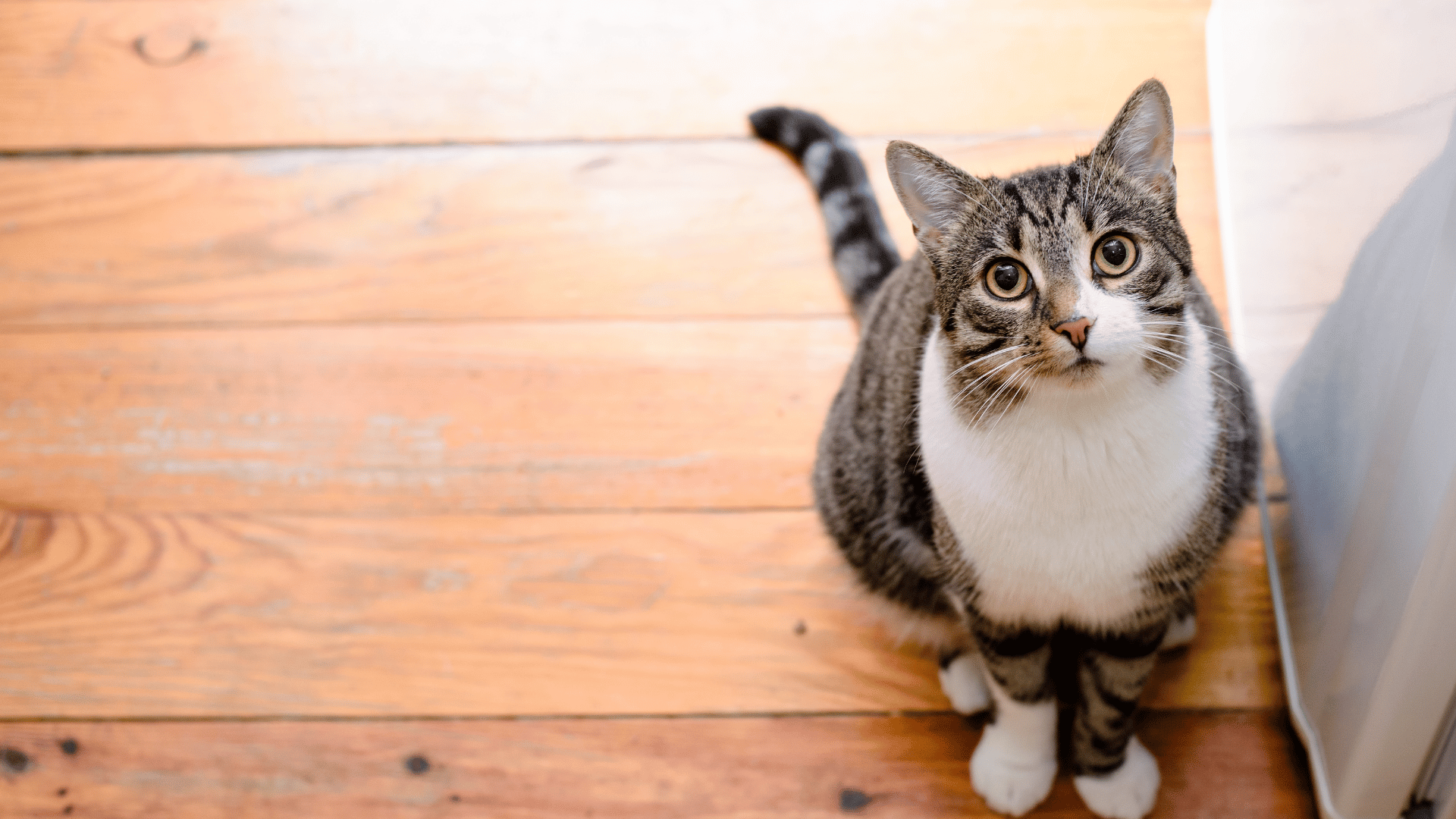 Pet Ultrasound In Tucson, AZ | Cimarron Animal Hospital